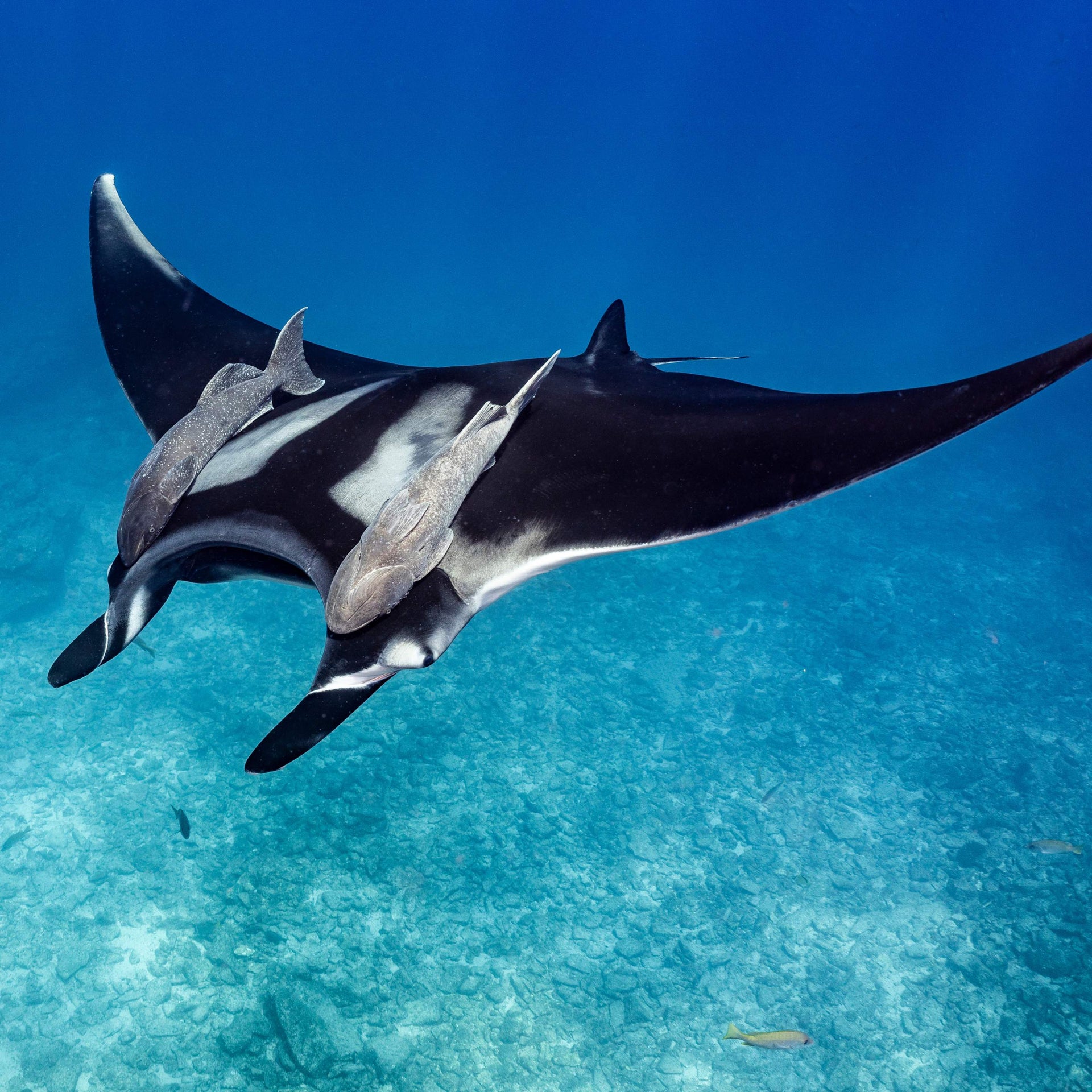 Our Watches – Edward Christopher